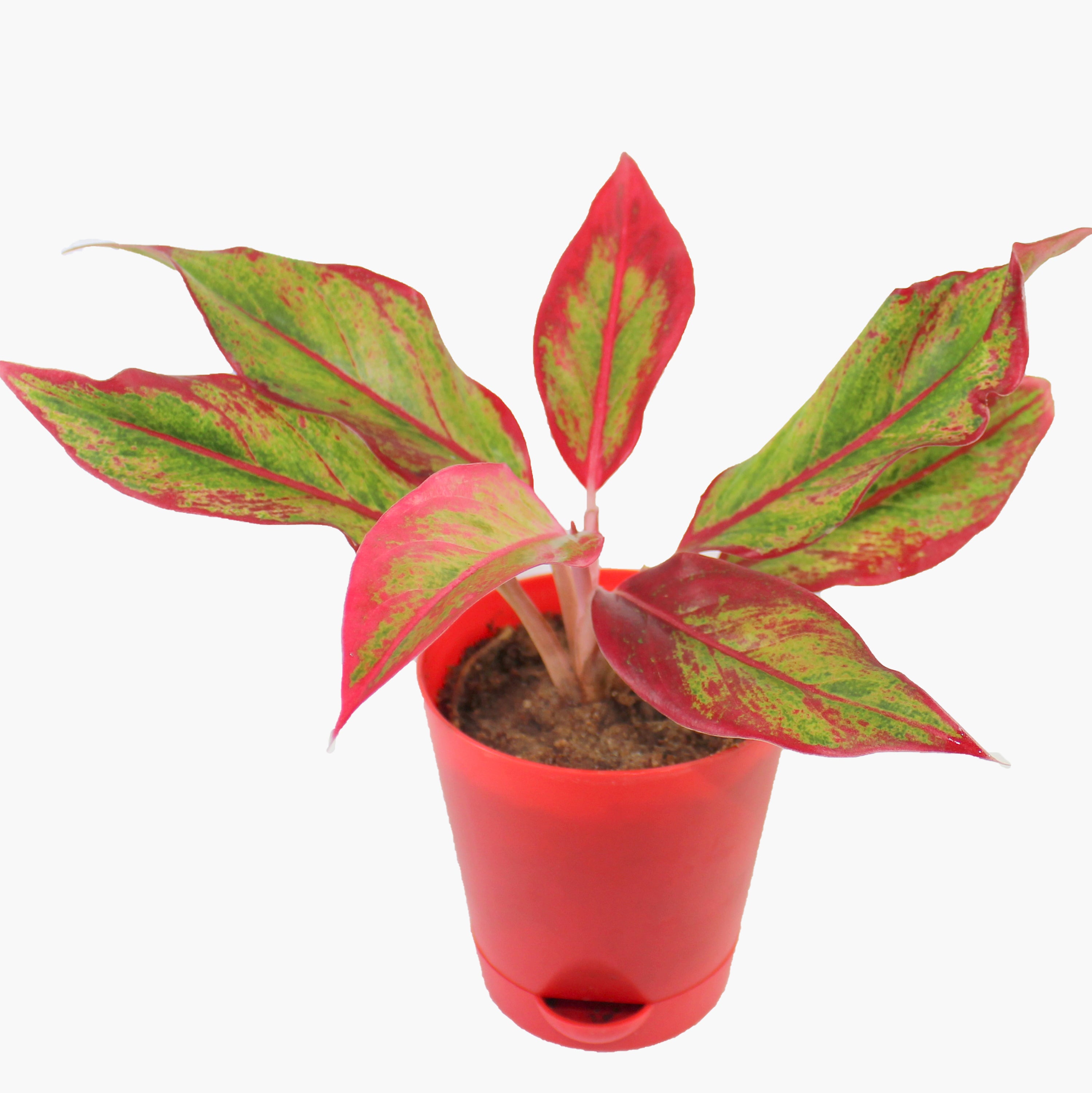 Indoor Plants – Indian Gardens