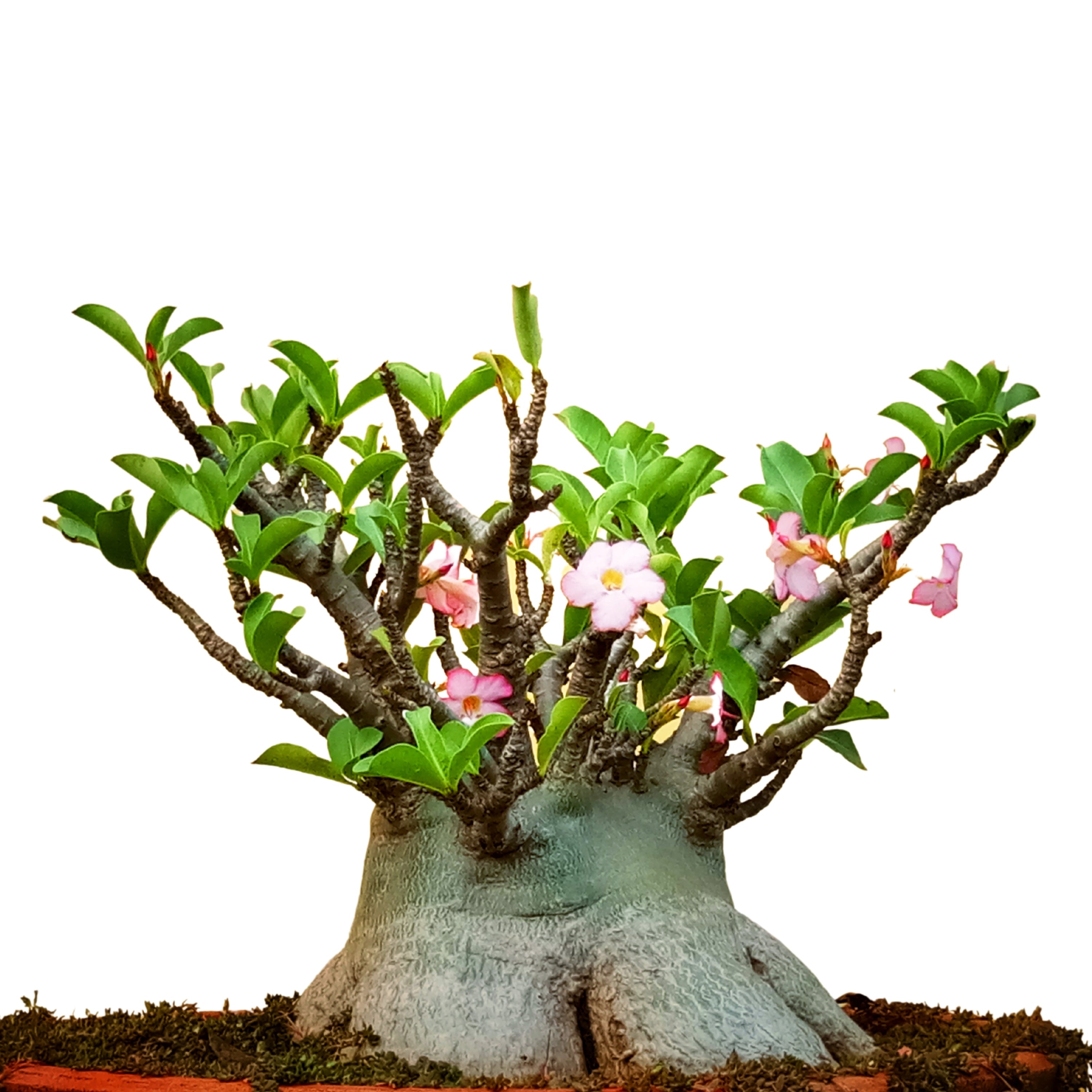 Adenium – Indian Gardens