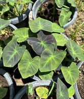 Colocasia – Indian Gardens