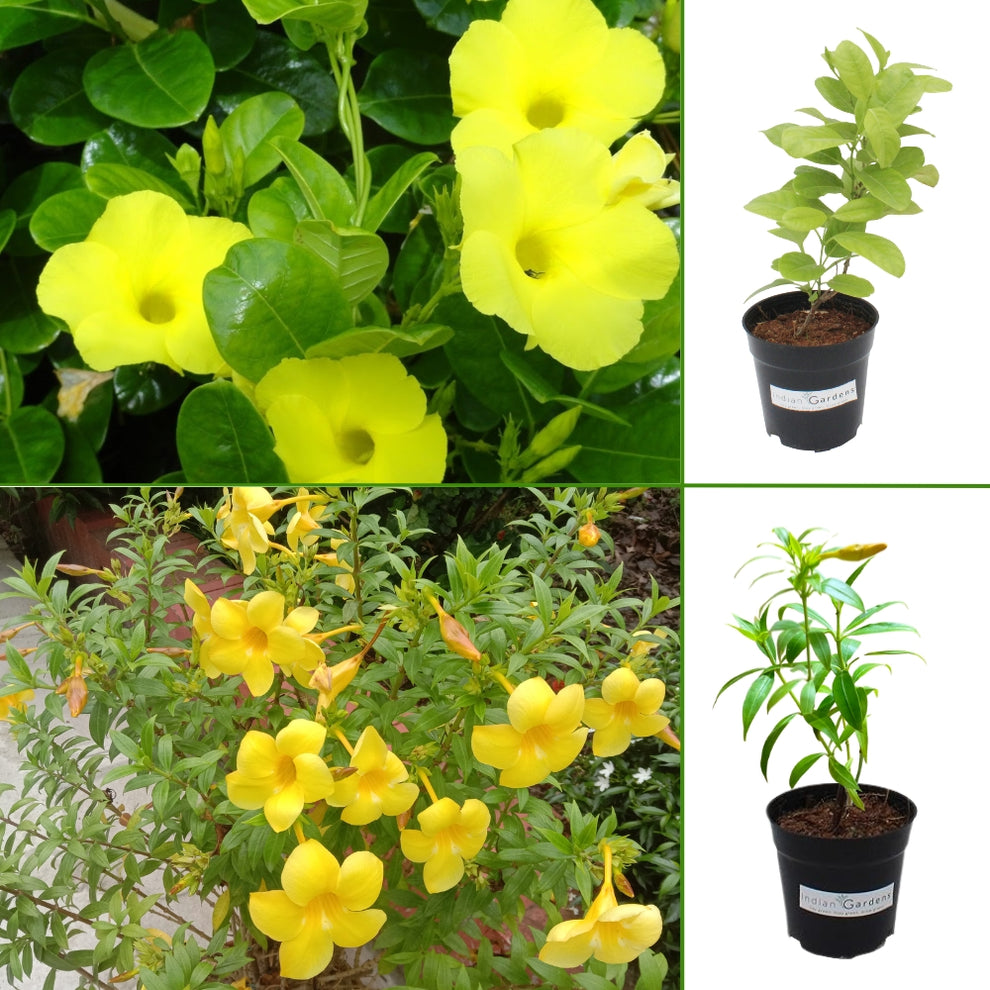 Allamanda Creeper & Allamanda Mini – Indian Gardens
