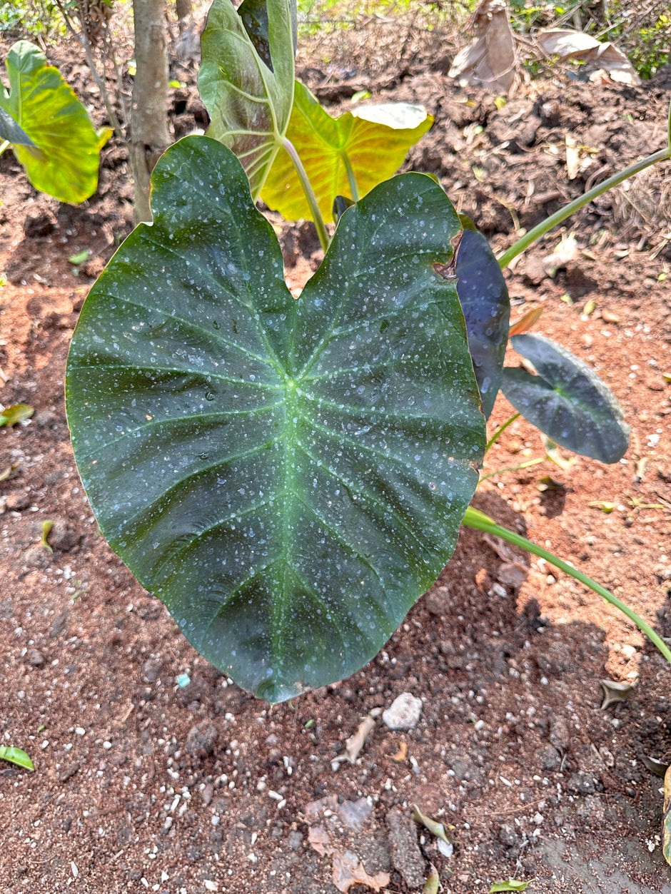 Colocasia – Indian Gardens