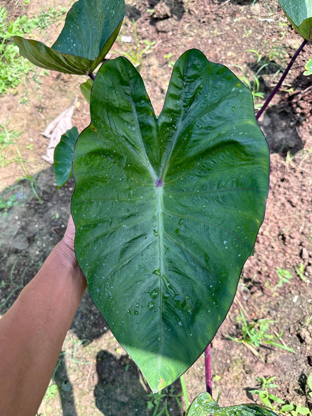 Colocasia – Indian Gardens