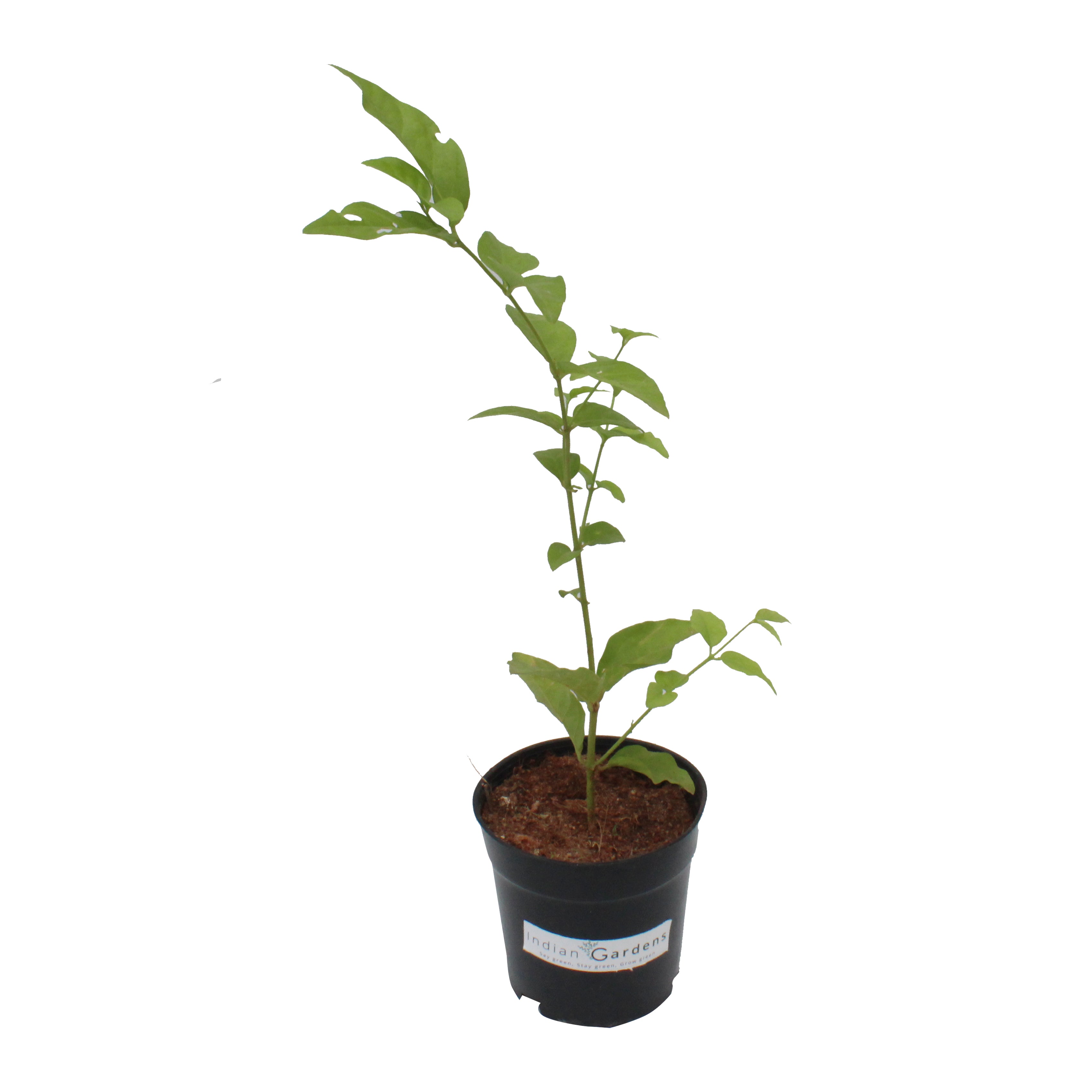 Mysore Plant – Indian Gardens